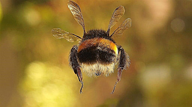 Budite pčele. Bez obzira na veličinu krila, letite i uživajte u životu ...
