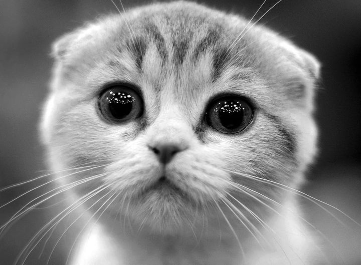 Mačija terapija: Kako lečiti određene bolesti uz pomoć mačke - Uspešna žena